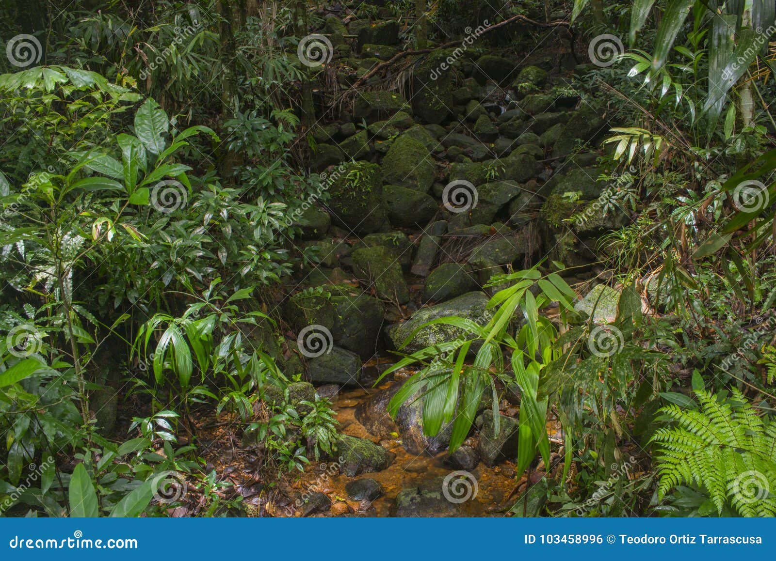 Southeast Asian Jungle stock photo. Image of environment - 103458996