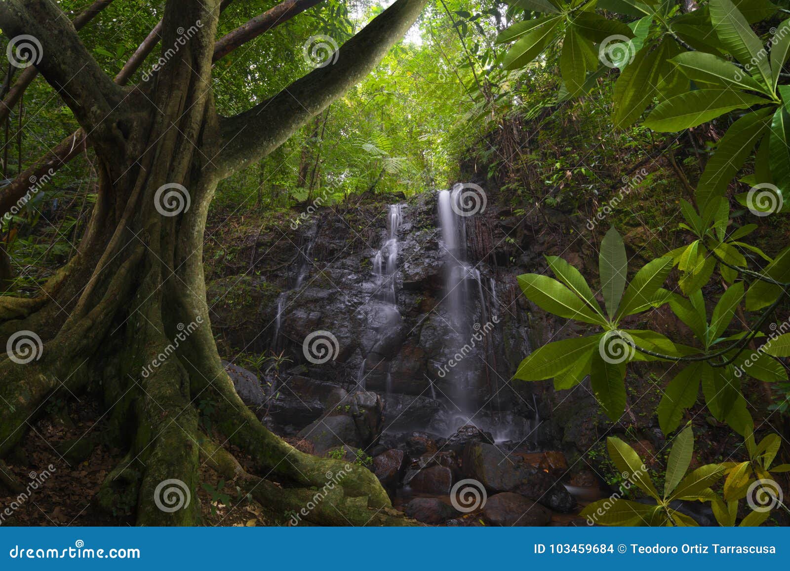 Southeast Asian Jungle with Waterfall Stock Photo - Image of august ...
