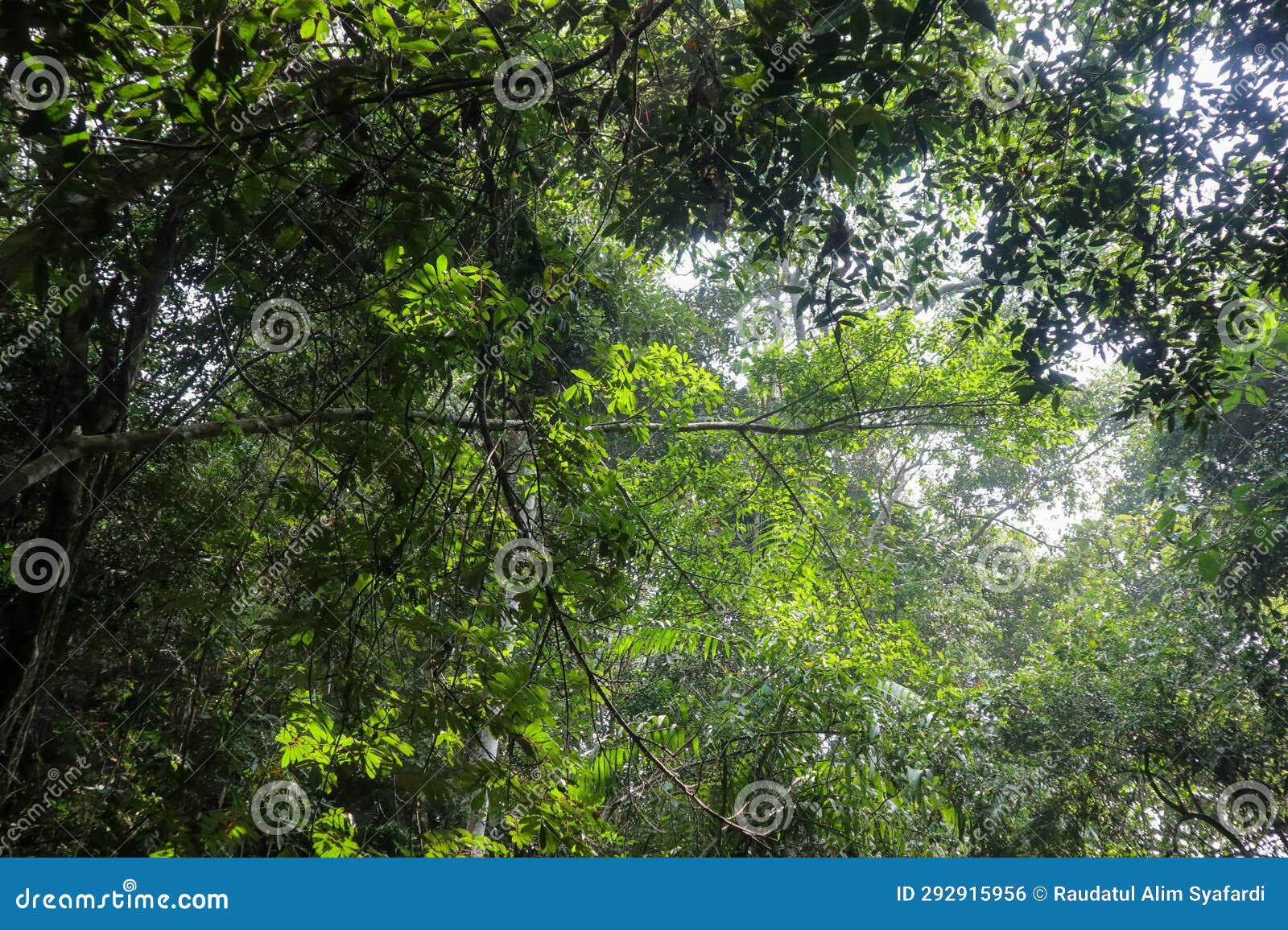 Southeast Asian Rainforest with Dense Forests Stock Photo - Image of ...