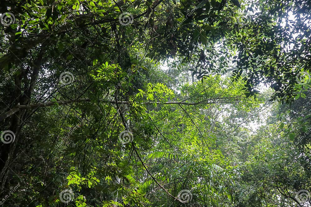 Southeast Asian Rainforest with Dense Forests Stock Photo - Image of ...