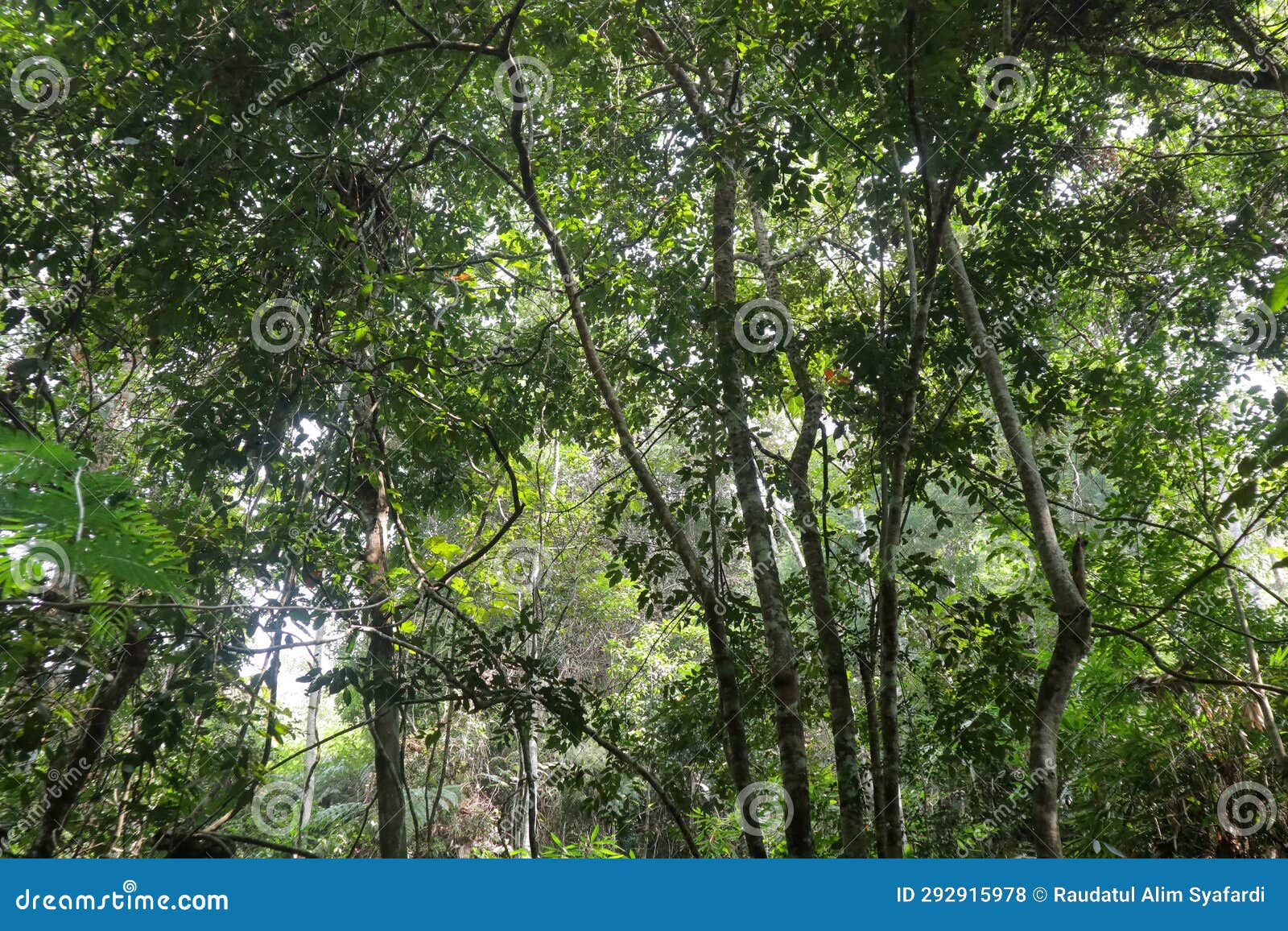 Southeast Asian Rainforest with Dense Forests Stock Photo - Image of ...