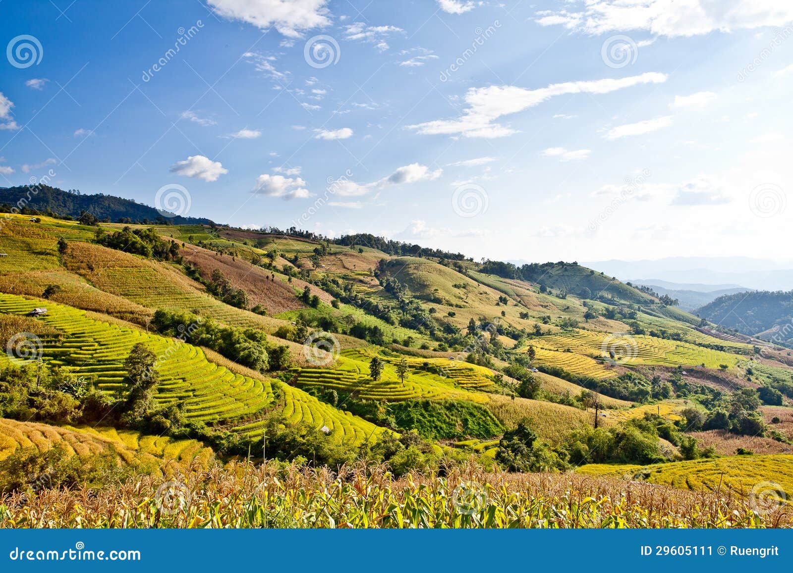 Southeast Asian Rice Field Terraces. Stock Image - Image of food, land ...