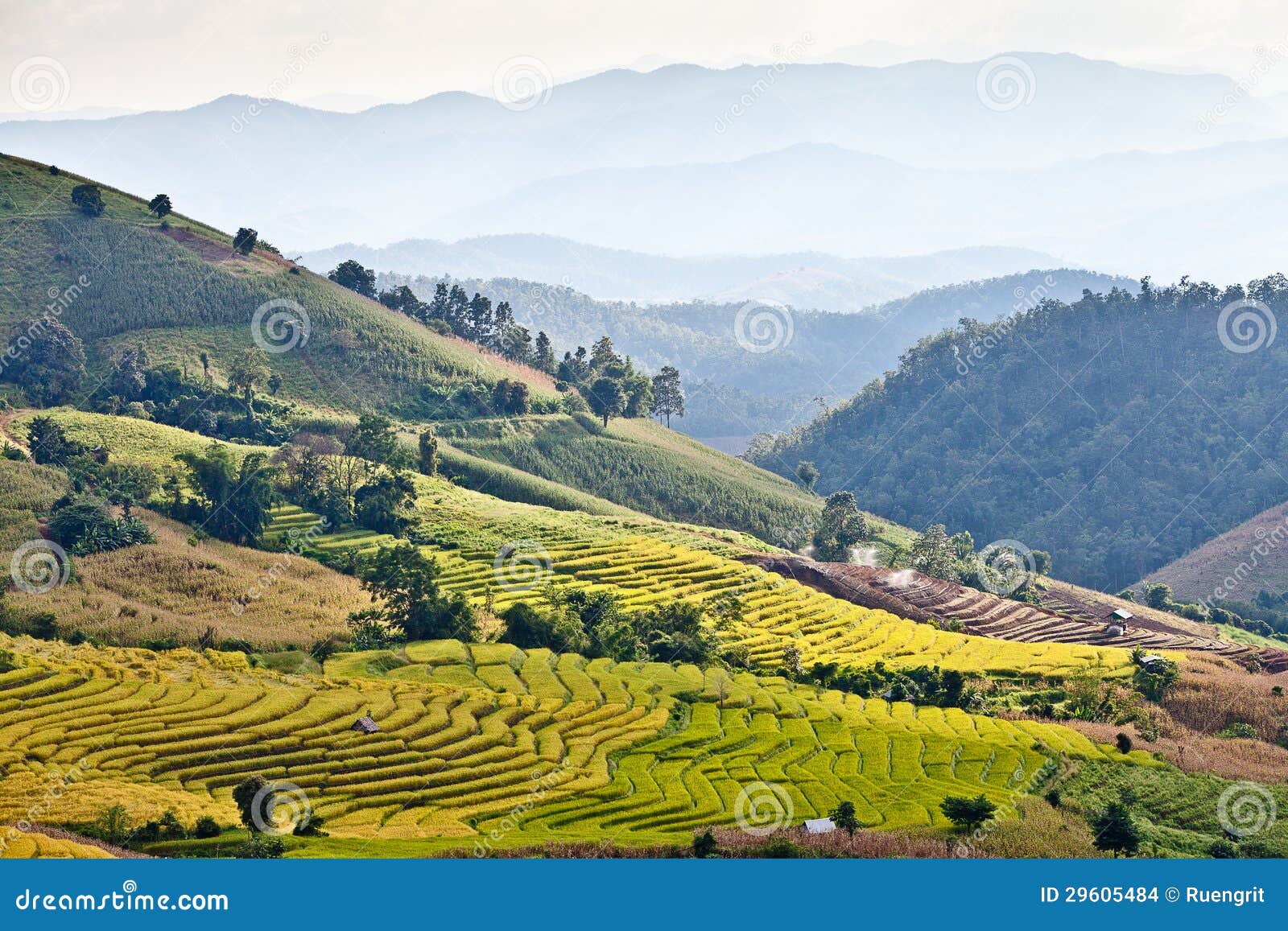 Southeast Asian Rice Field Terraces. Stock Photo - Image of control ...