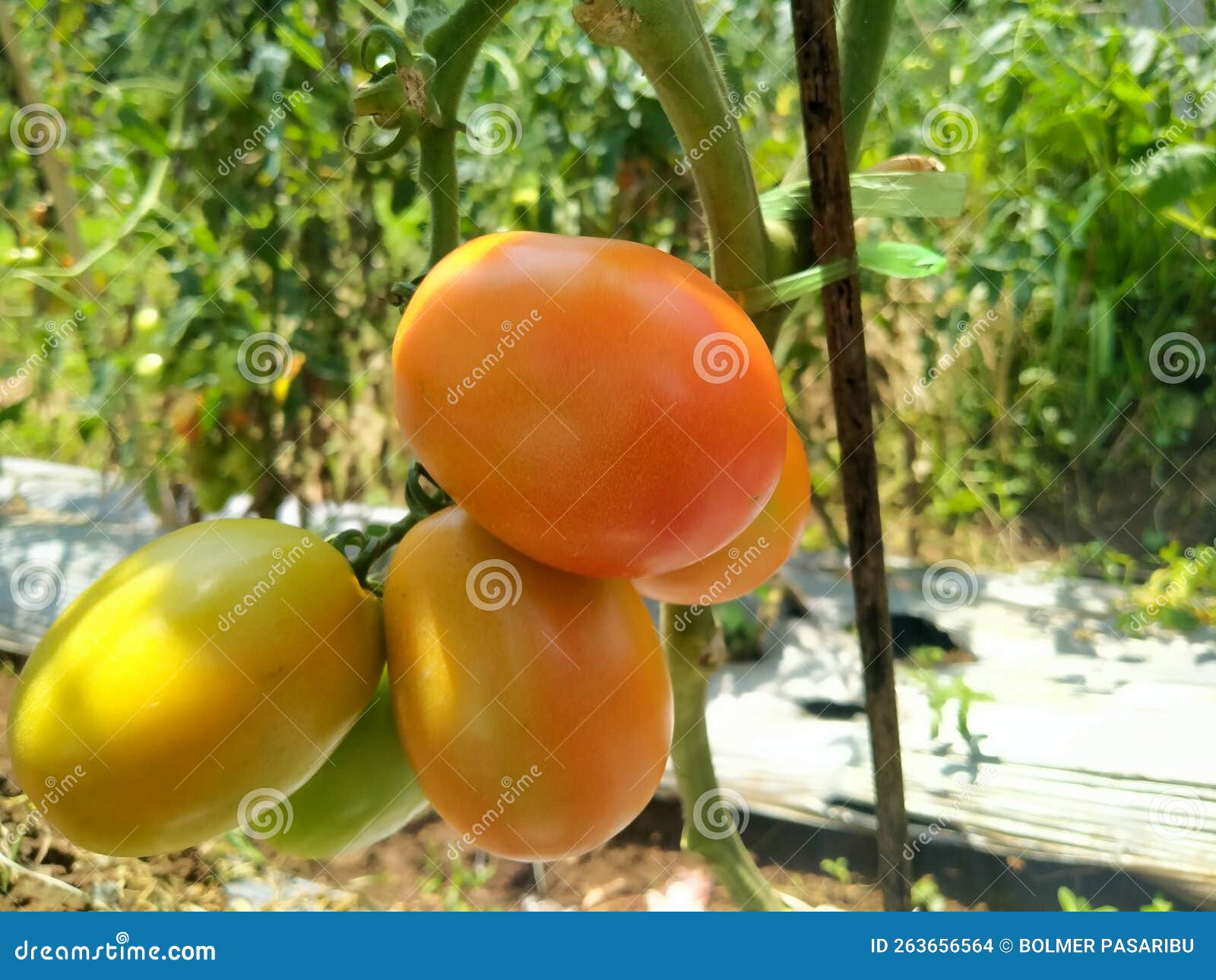 Tomato Ready To Be Harvested Stock Photo - Image of fresh, tomatoes ...