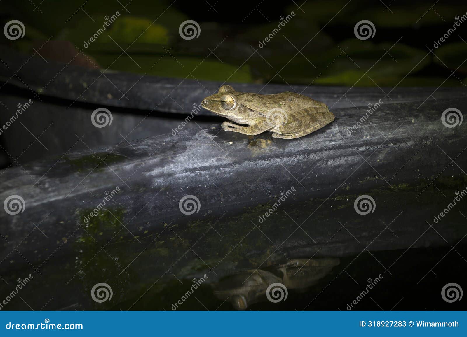 Southeast Asian Tree Frogs Resting on the Edge of the Basin Stock Image ...