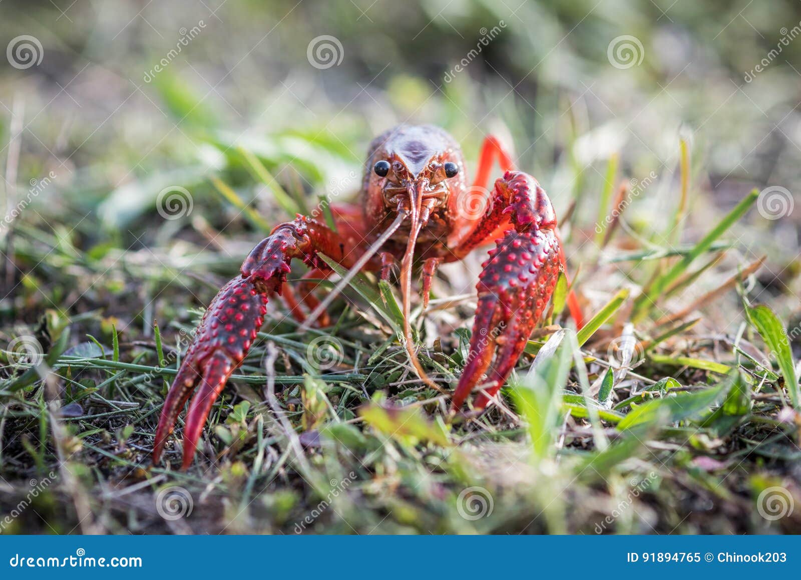 Southeastern Crayfish Procambarus Clarkii Also Known As Crawda Stock ...