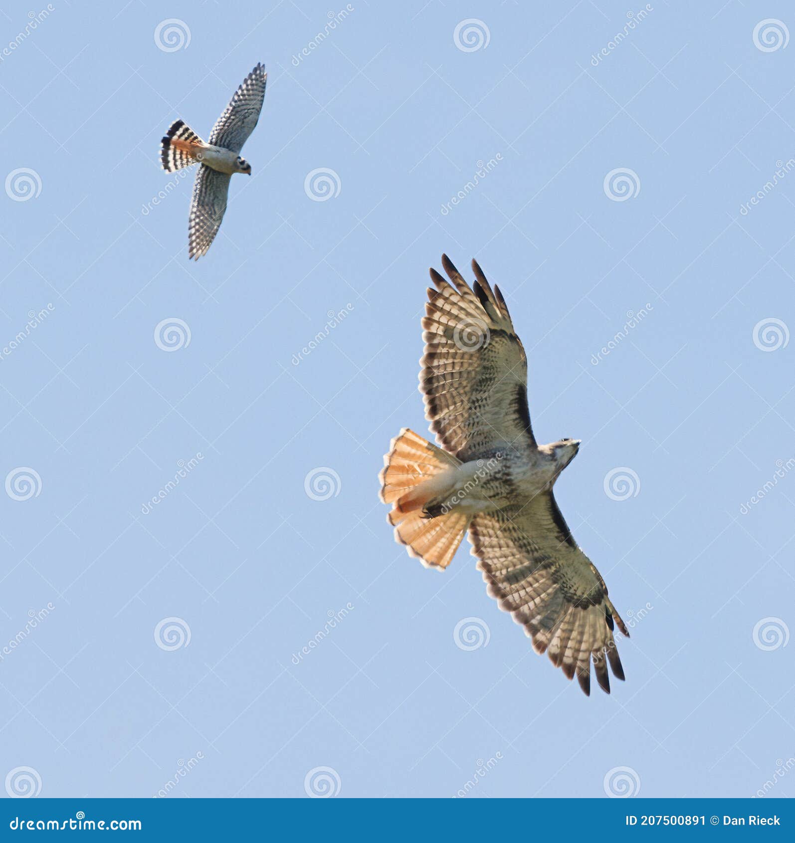 Southeastern Kestrel Chasing a Red Tailed Hawk with Blue Sky Background ...