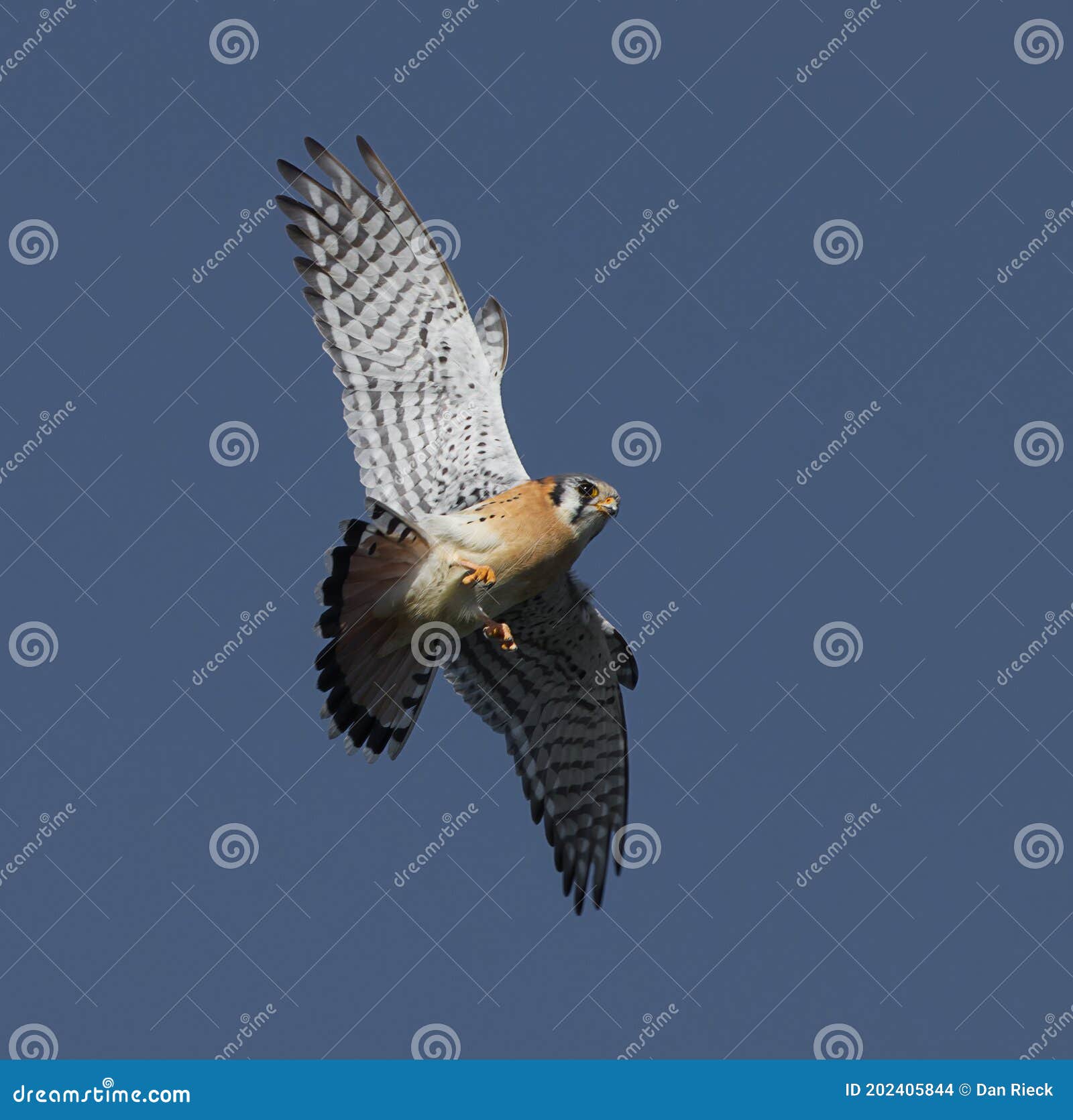 Southeastern Kestrel Fluttering Above a Field Stock Photo - Image of ...