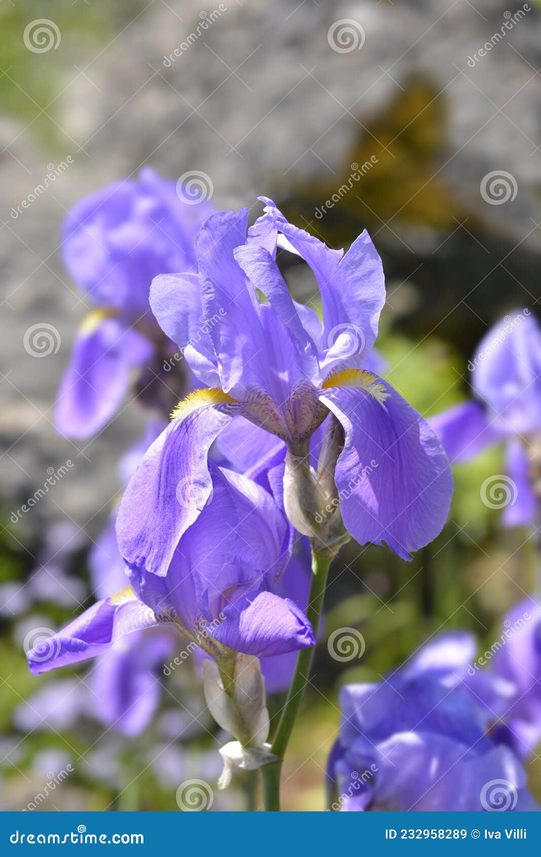 Southern Adriatic Iris stock image. Image of flower - 232958289