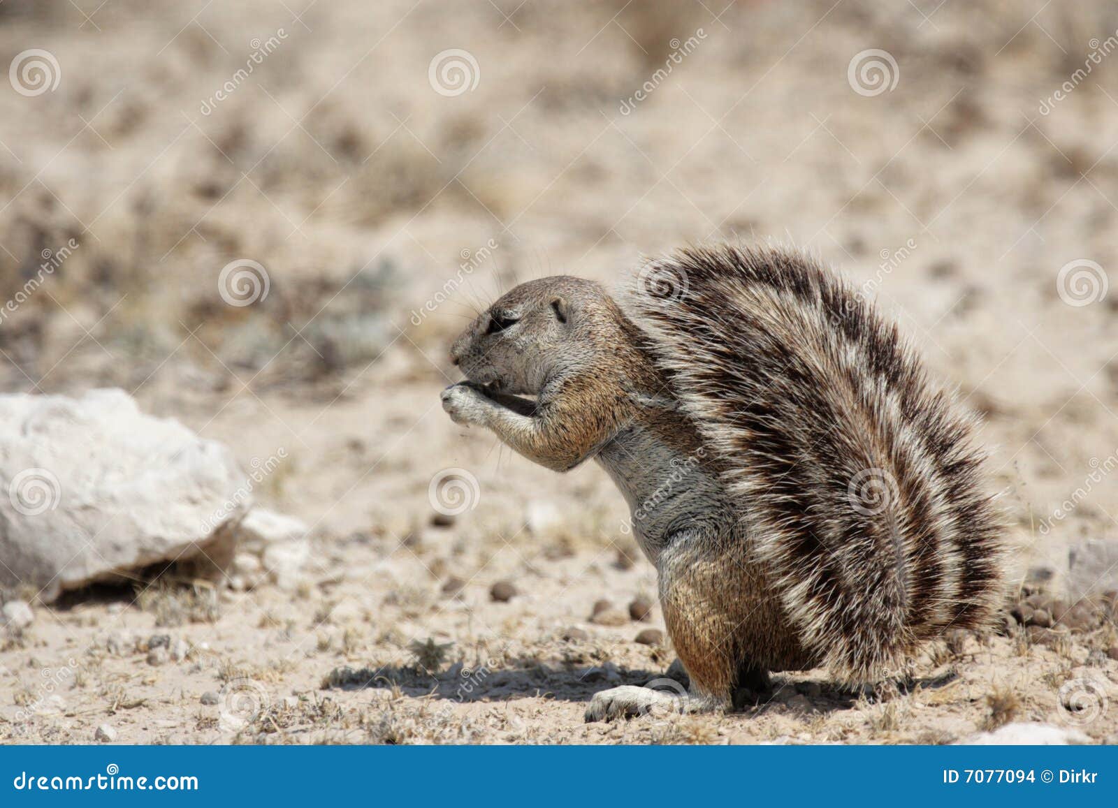 Southern African Ground Squirrel Stock Photo - Image of ground, animal ...