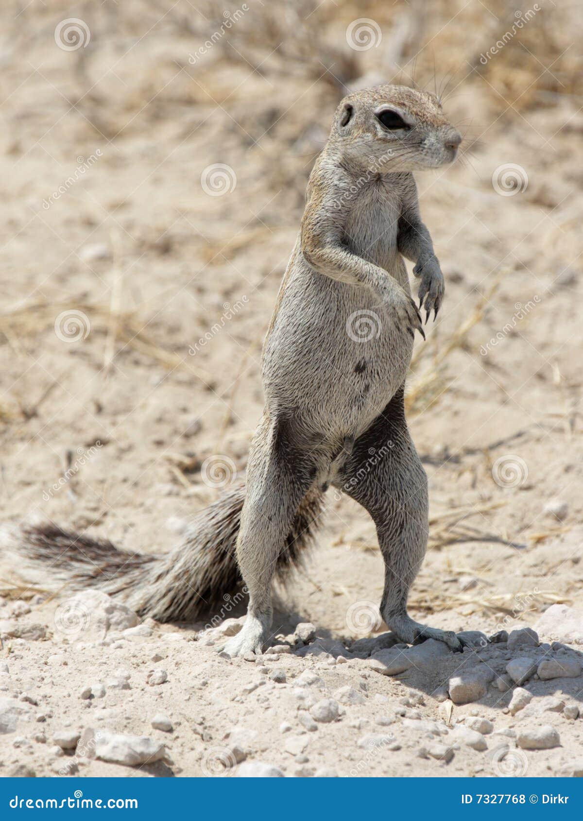 Southern African Ground Squirrel Stock Photo - Image of rodent ...