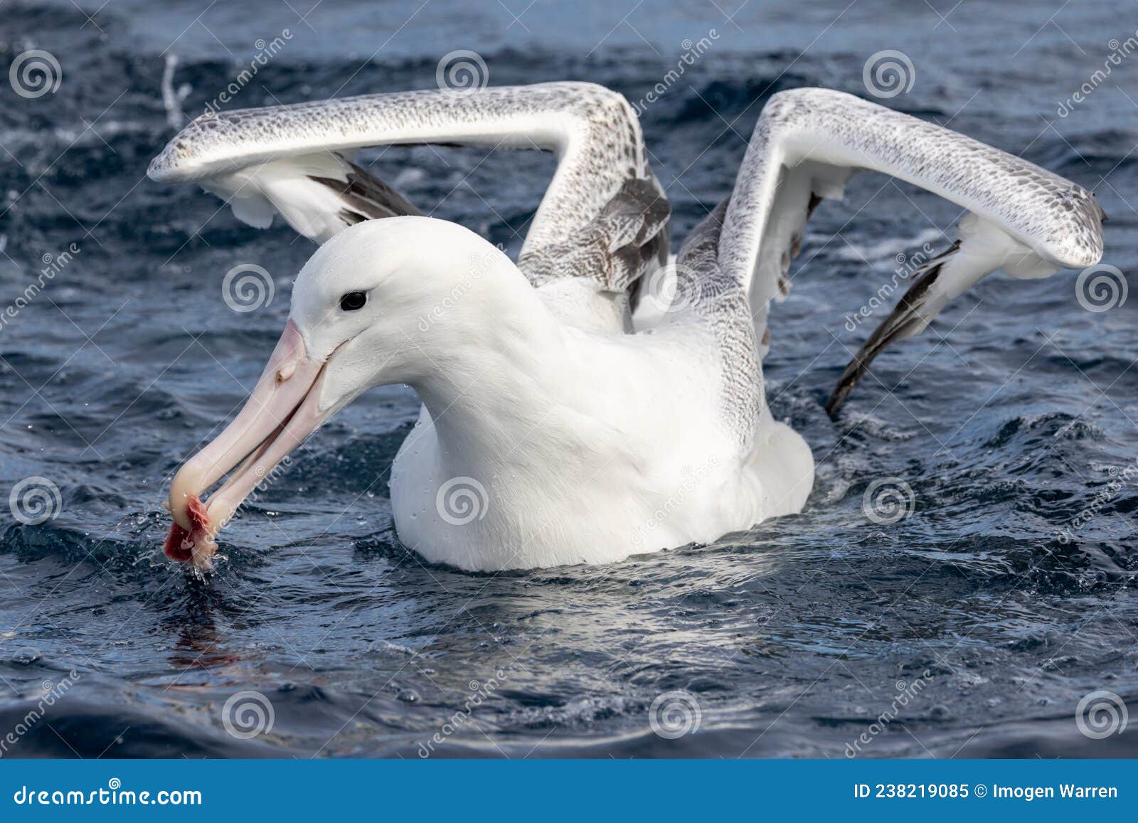 Southern Royal Albatross in Australasia Stock Image - Image of strait ...