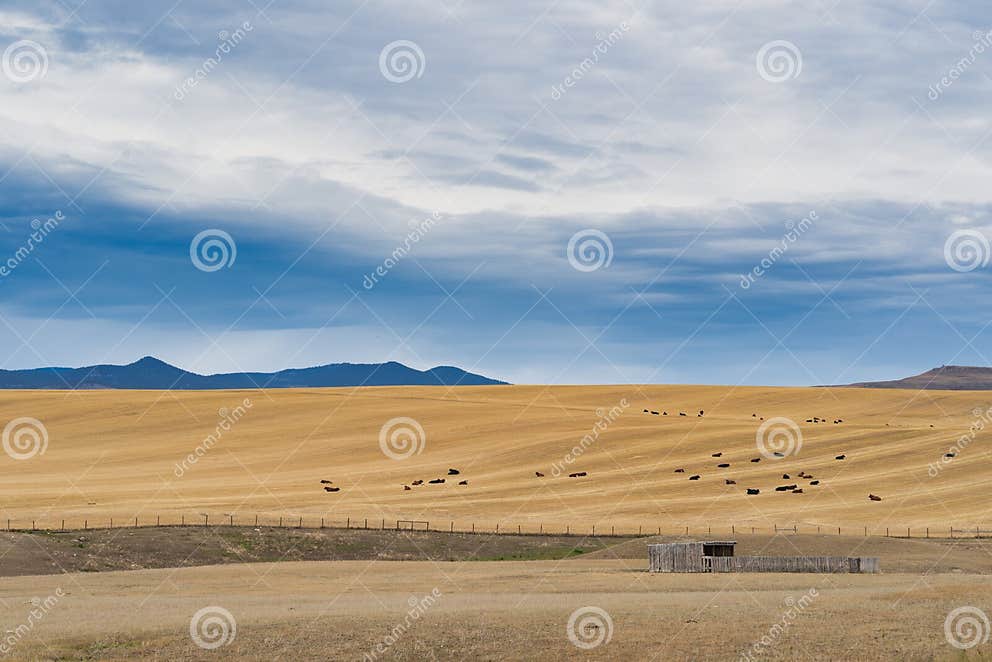 Southern Alberta Farm Fields Stock Photo - Image of outdoor, nature ...