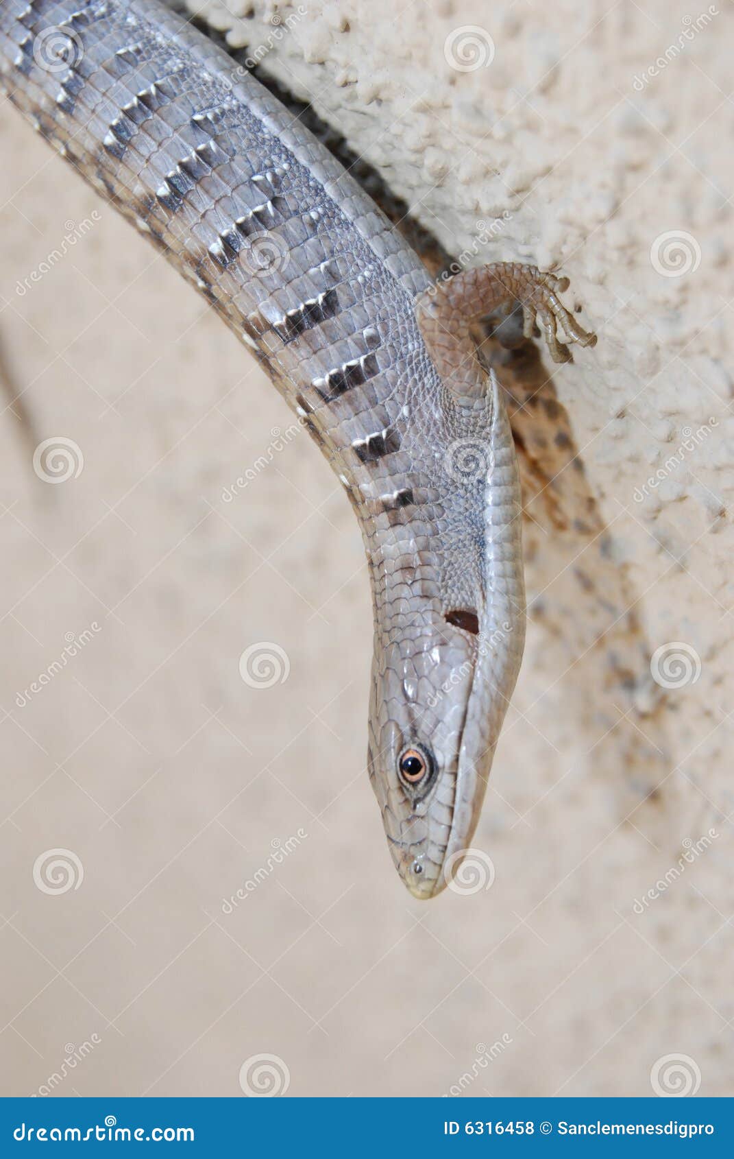 Southern alligator lizard stock photo. Image of grey, hand - 6316458