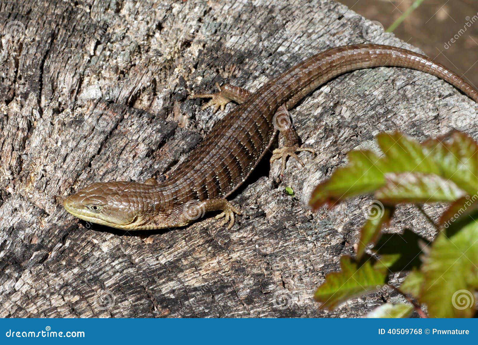 Southern Alligator Lizard stock photo. Image of brown - 40509768