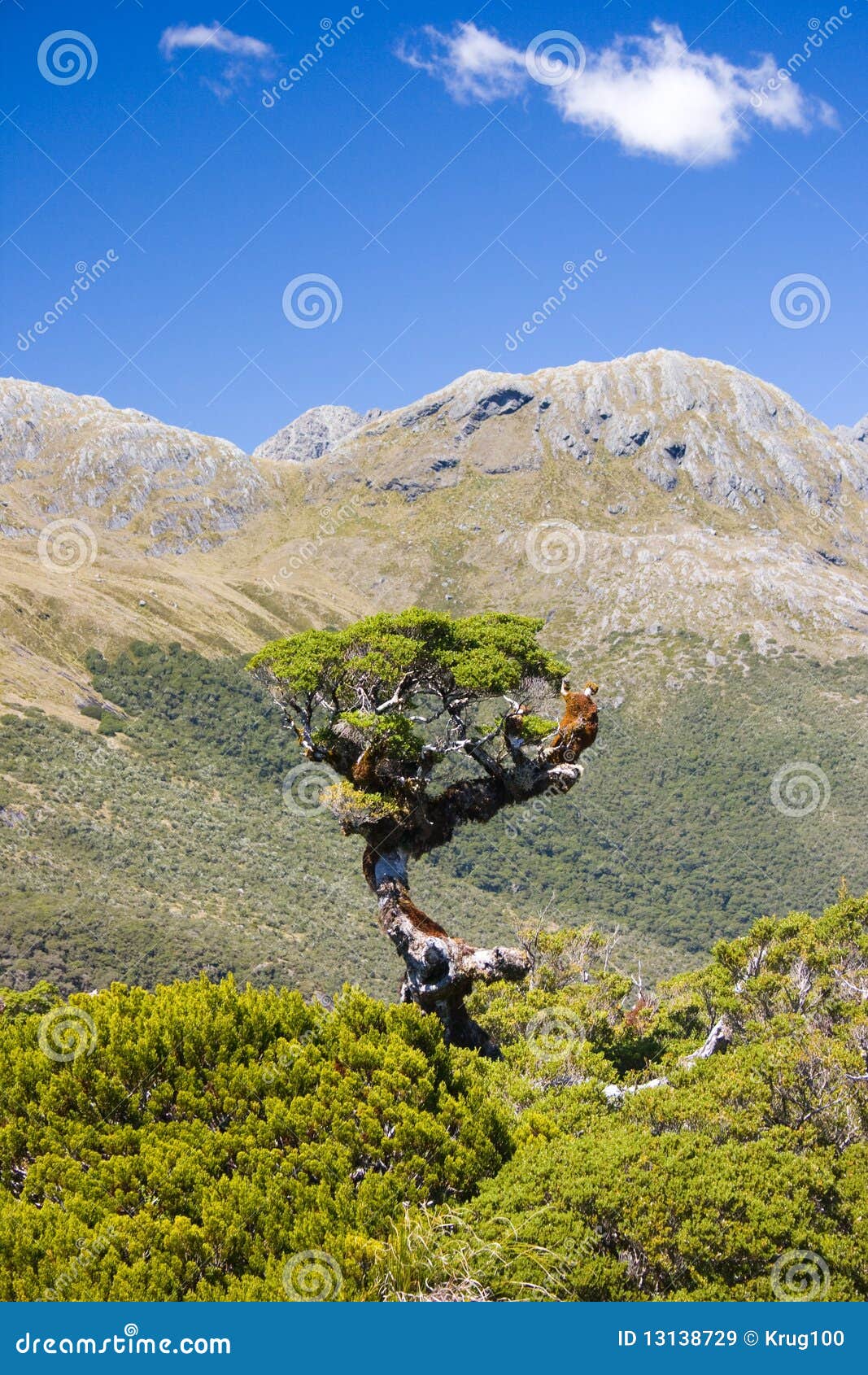 Southern Alps stock image. Image of adventure, peak, scenic - 13138729