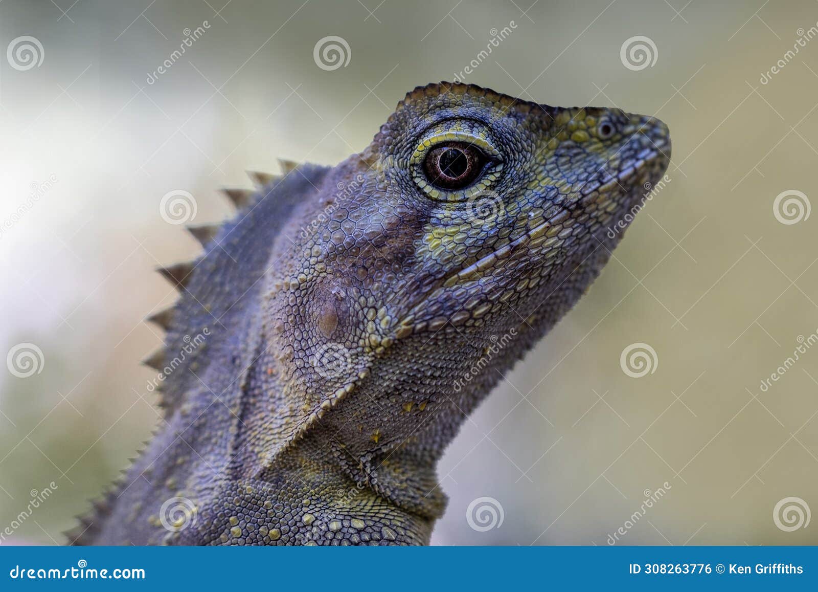 Southern Angle-headed Dragon Stock Photo - Image of wildlife ...