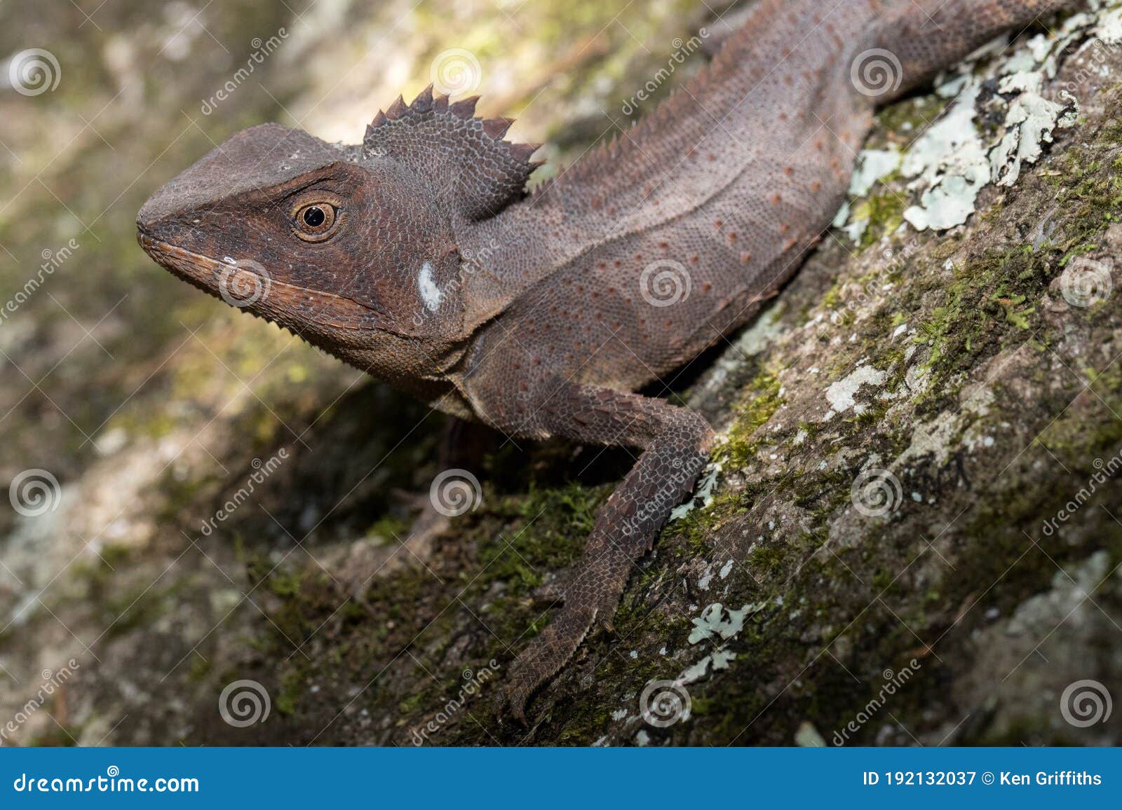 Southern Angle-headed Dragon Stock Image - Image of hypsilurus, agamid ...