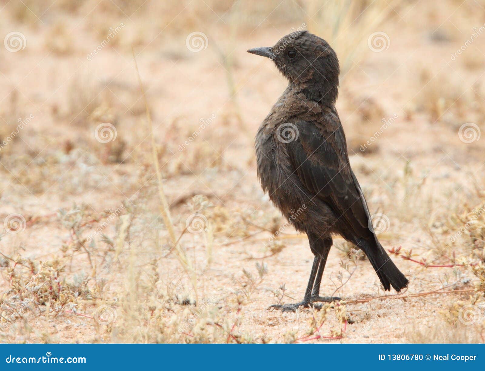 Southern Anteater-chat stock photo. Image of myrmecocichla - 13806780
