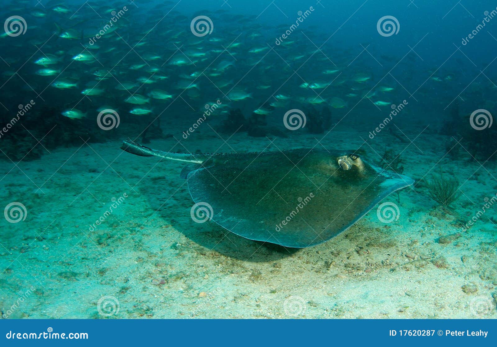Southern Atlantic Stingray stock image. Image of blue - 17620287