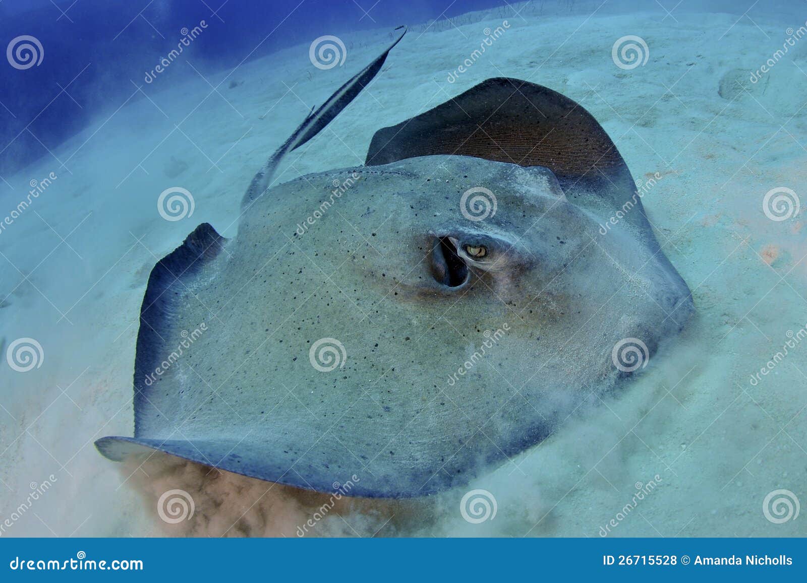 Southern Atlantic Stingray stock photo. Image of aquatic - 26715528