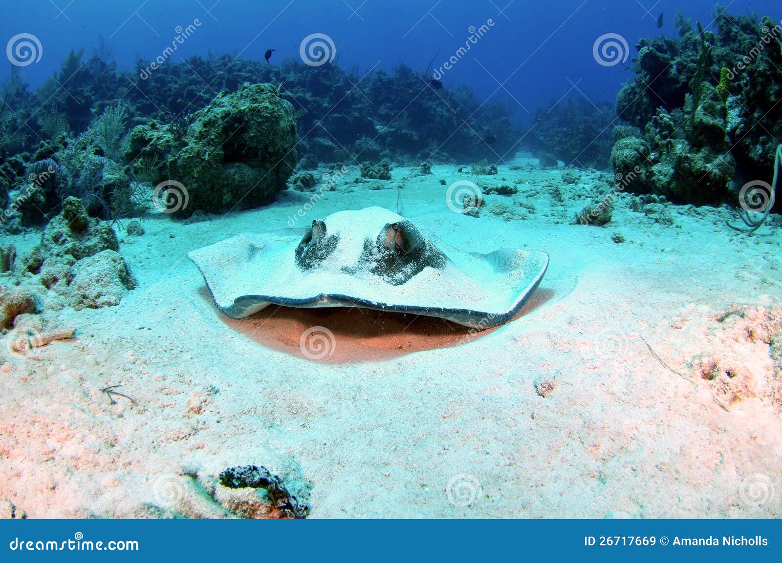 Atlantic Stingray Or Dasyatis Sabina Is A Species Of Stingray In Stock ...