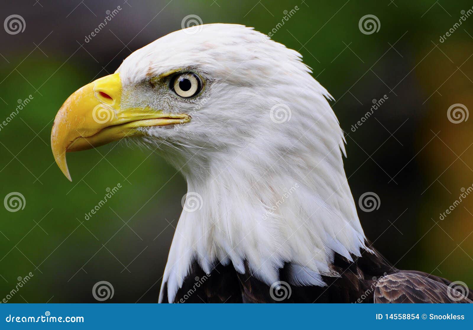 Eagles Head stock photo. Image of head, feather, strength - 14558854