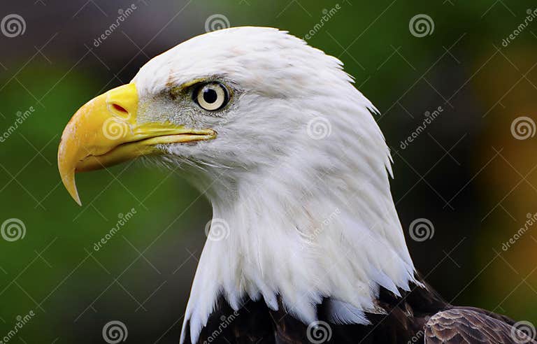 Eagles Head stock photo. Image of head, feather, strength - 14558854