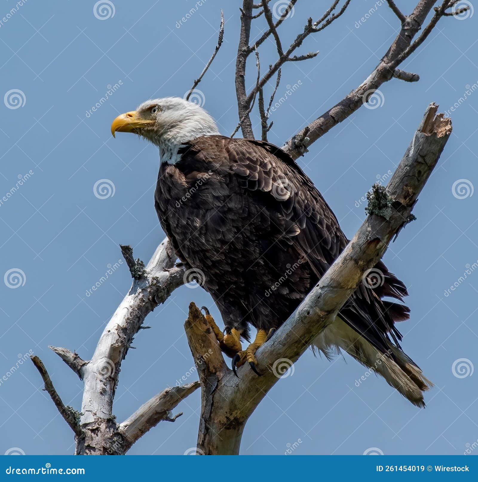 Southern Bald Eagle Perched on the Tree Branch on the Background of the ...
