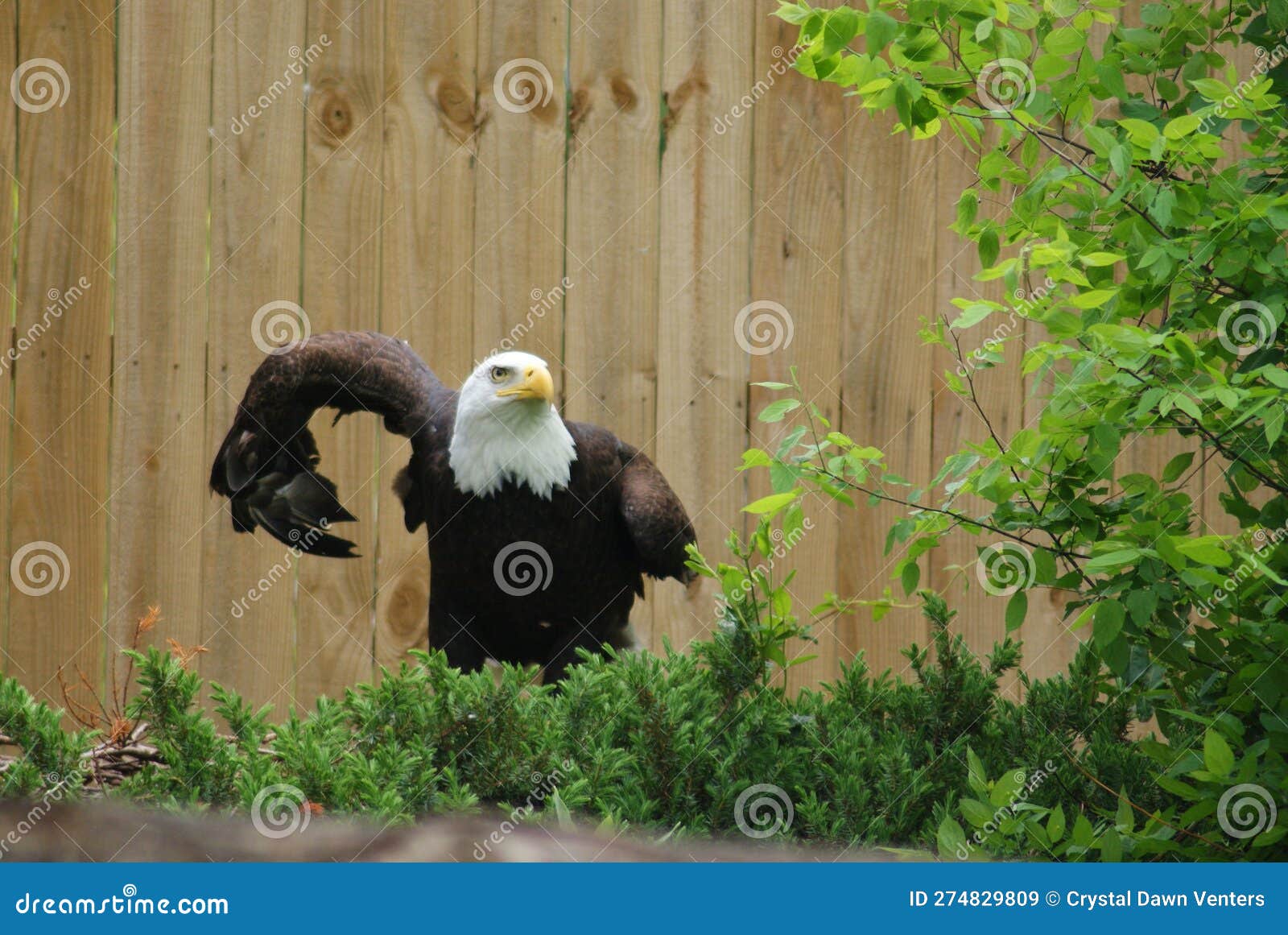 Southern Bald Eagle stock image. Image of bald, norfolk - 274829809