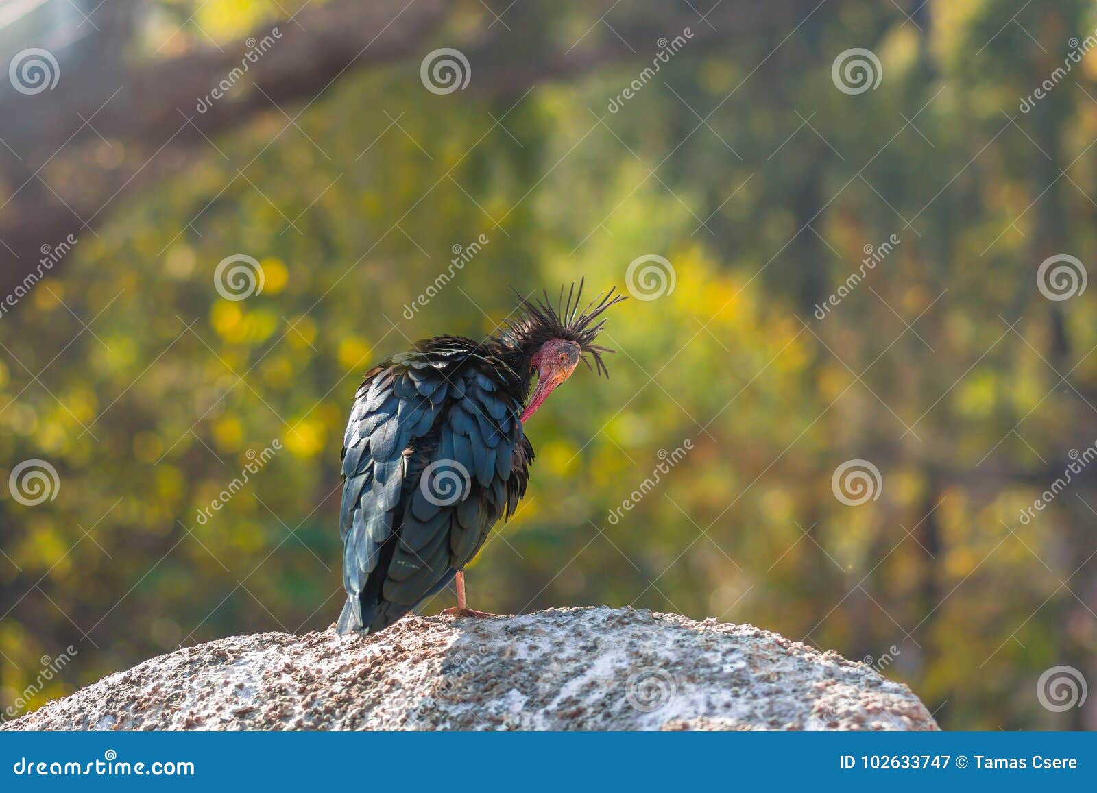 The Southern Bald Ibis - Geronticus Calvus Stock Image - Image of ...