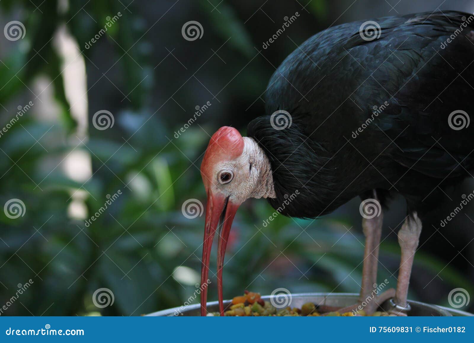 Southern Bald Ibis Geronticus Calvus Stock Image - Image of local, wild ...