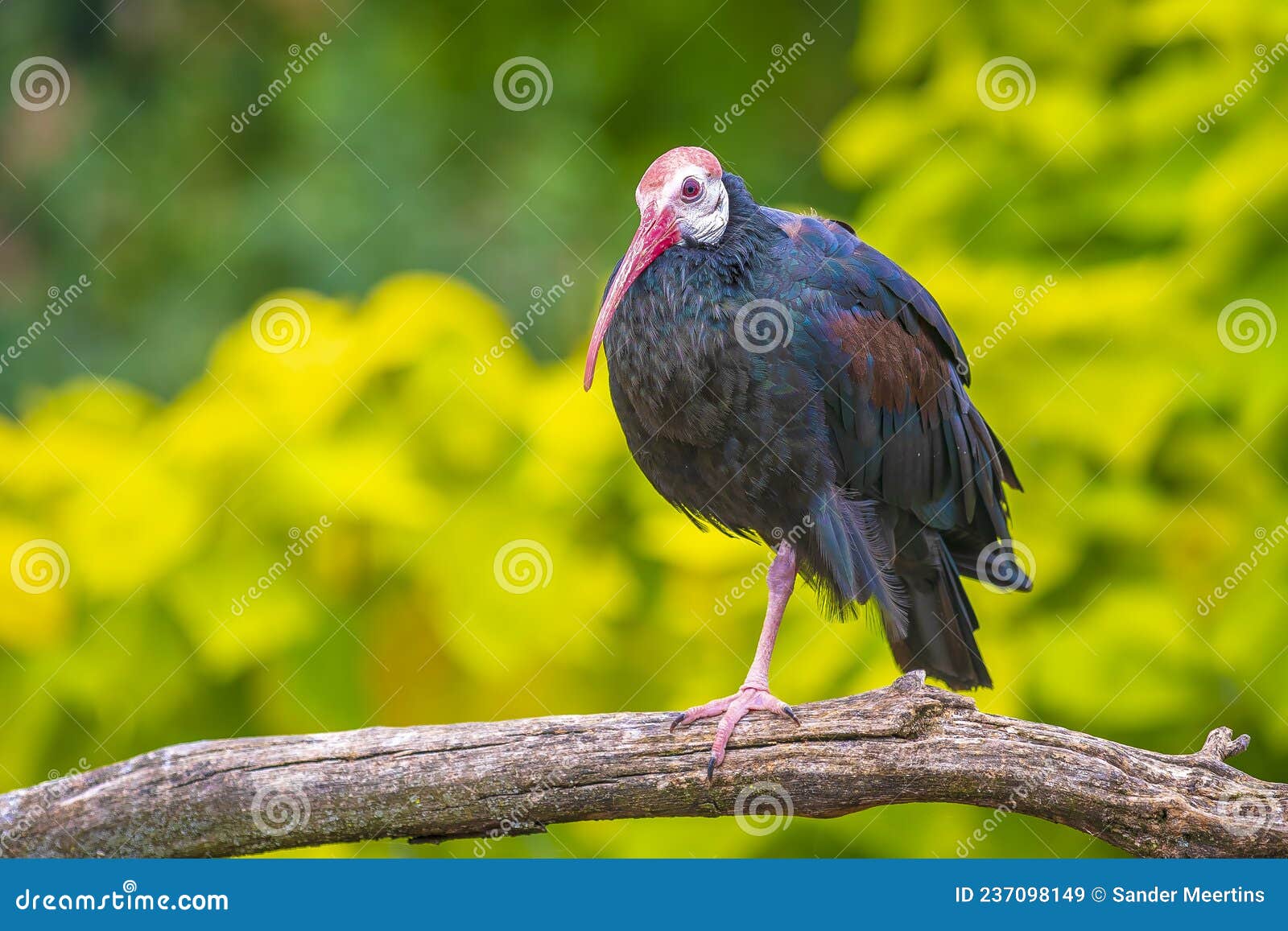 Southern Bald Ibis Geronticus Calvus Perched in a Tree Stock Image ...