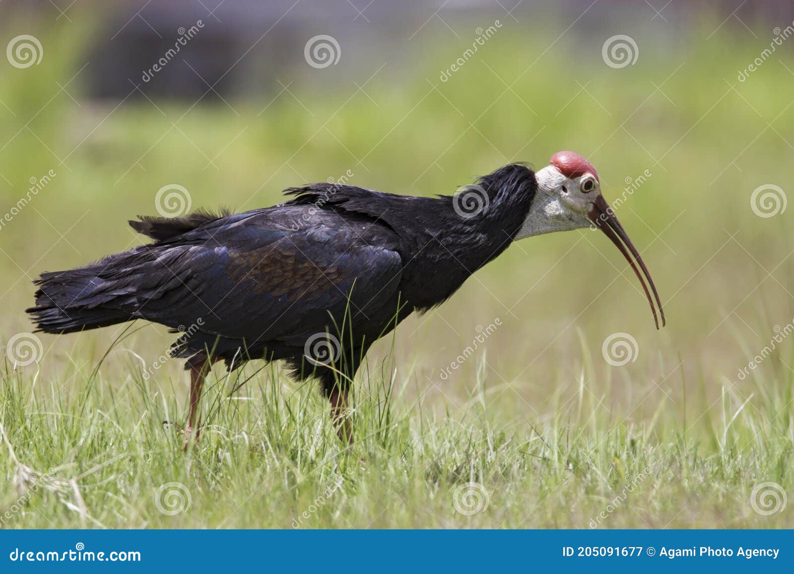 Southern Bald Ibis, Geronticus Calvus Stock Image - Image of vulnerable ...