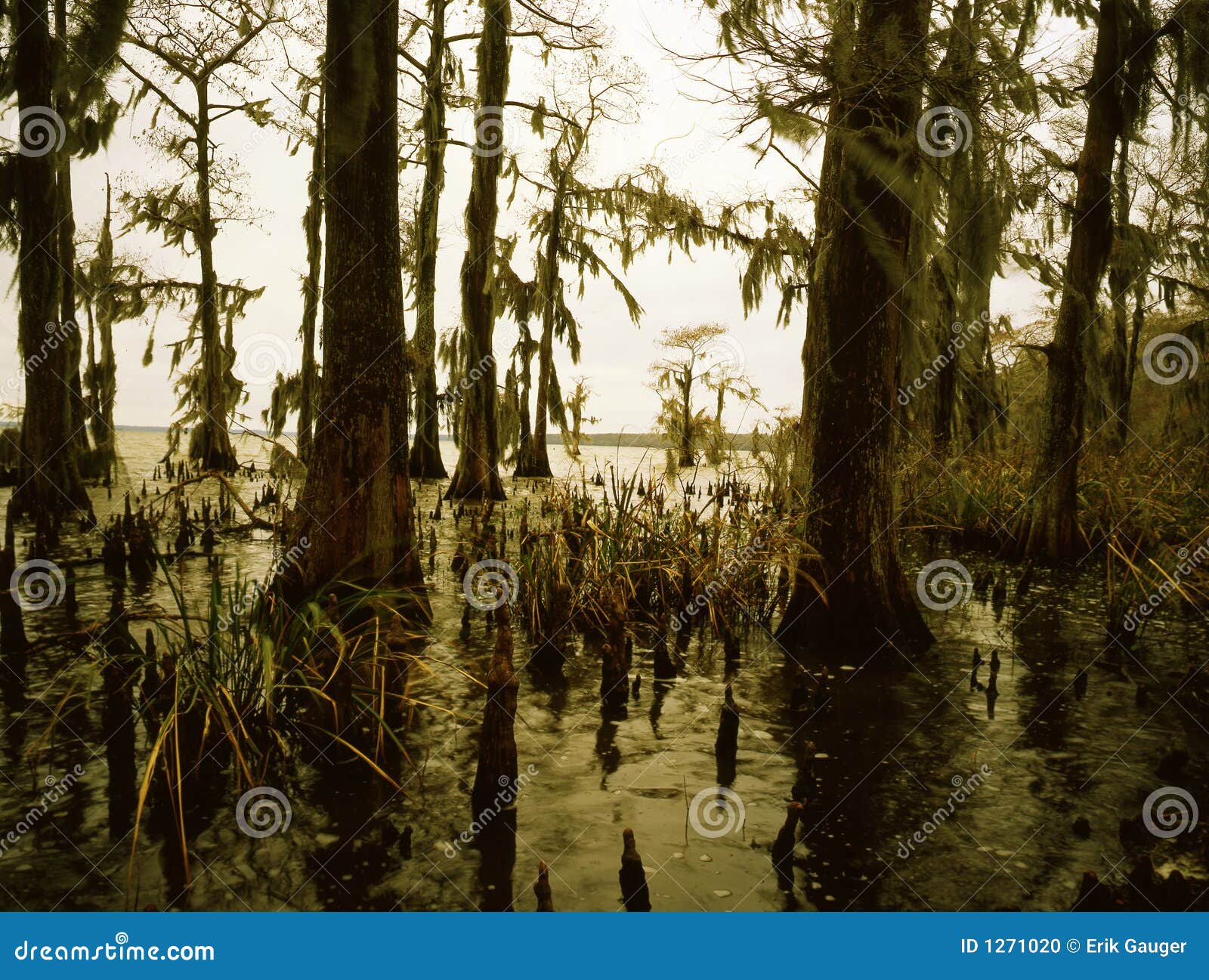 Southern Bayou stock photo. Image of louisiana, inlet - 1271020