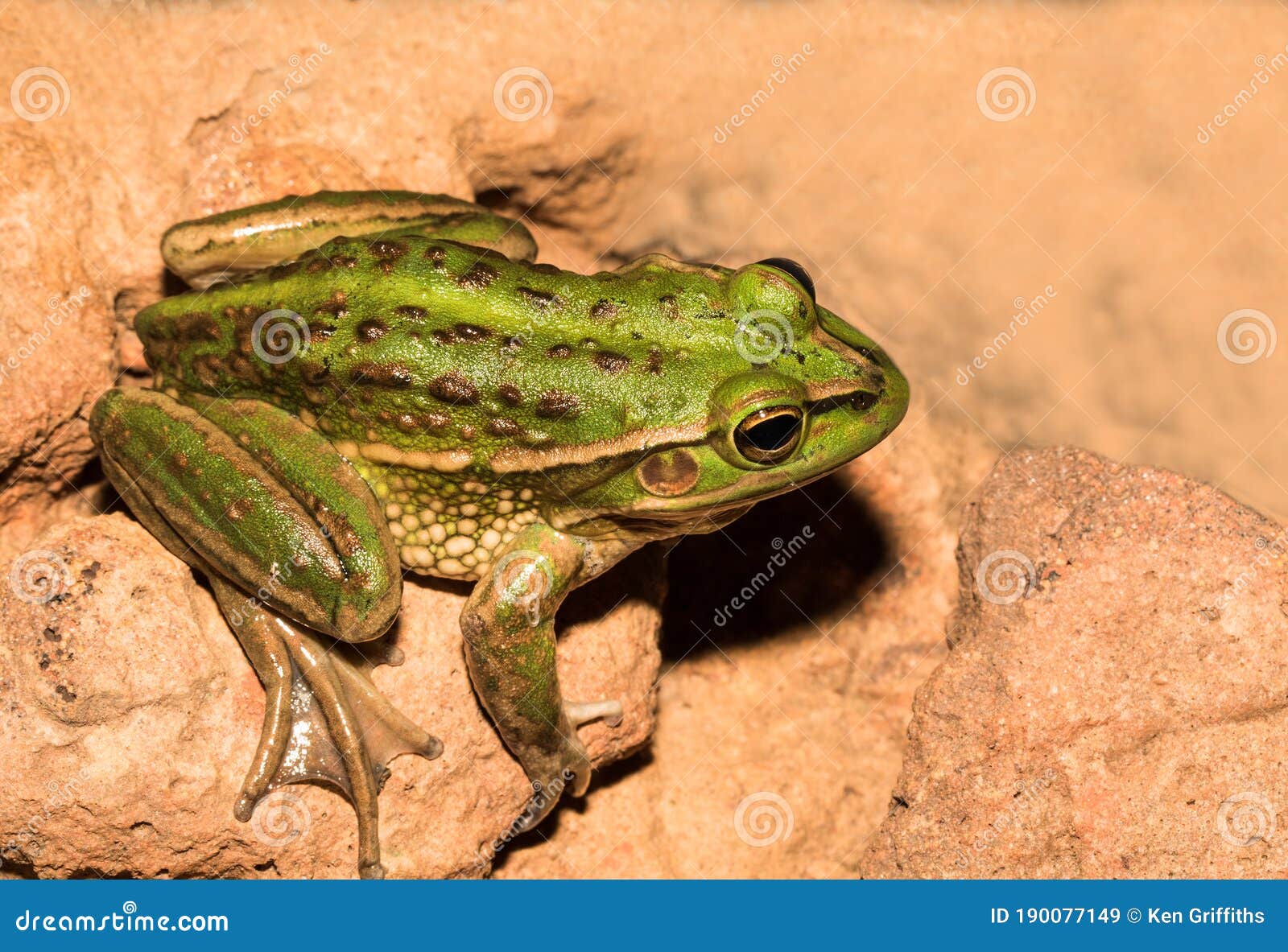 Southern Bell Frog stock image. Image of nature, litoria - 190077149