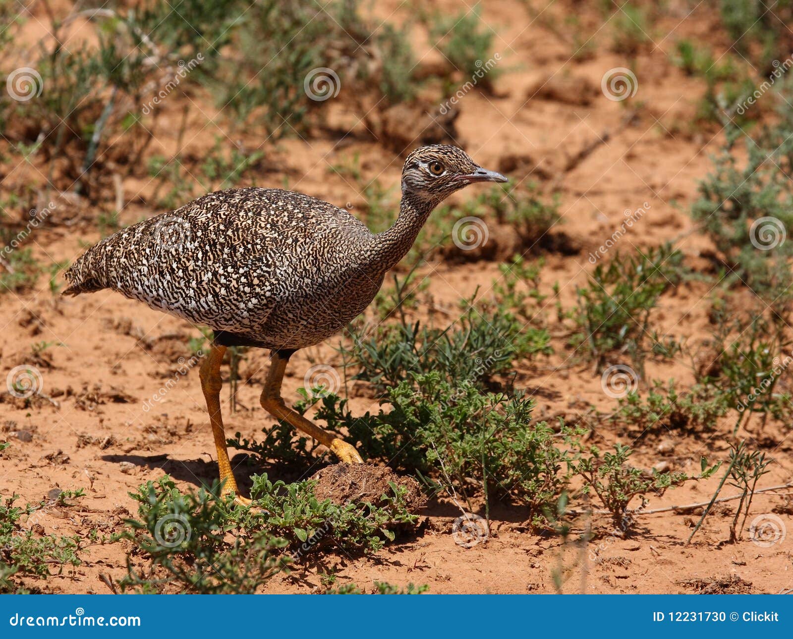 Southern Black Korhaan Female. Stock Photo - Image of afra, female ...