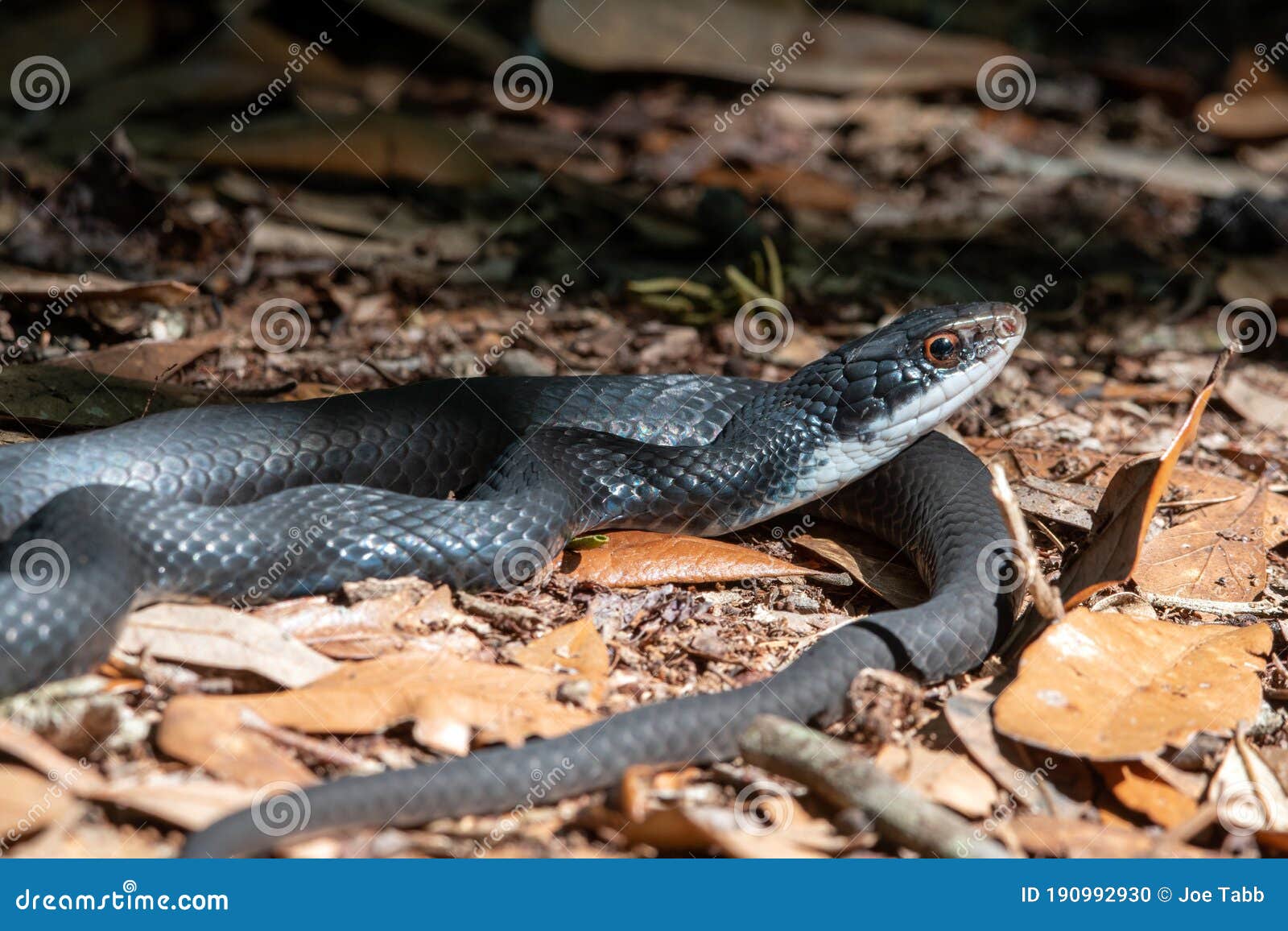 Southern Black Racer Snake Sunning in a Forest. Stock Photo - Image of ...