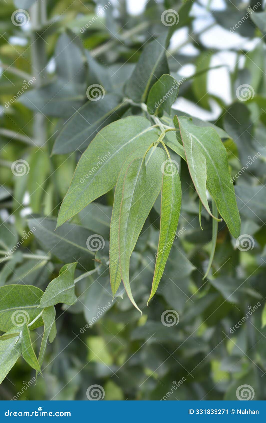 Southern blue gum stock image. Image of globulus, eucalyptus - 331833271