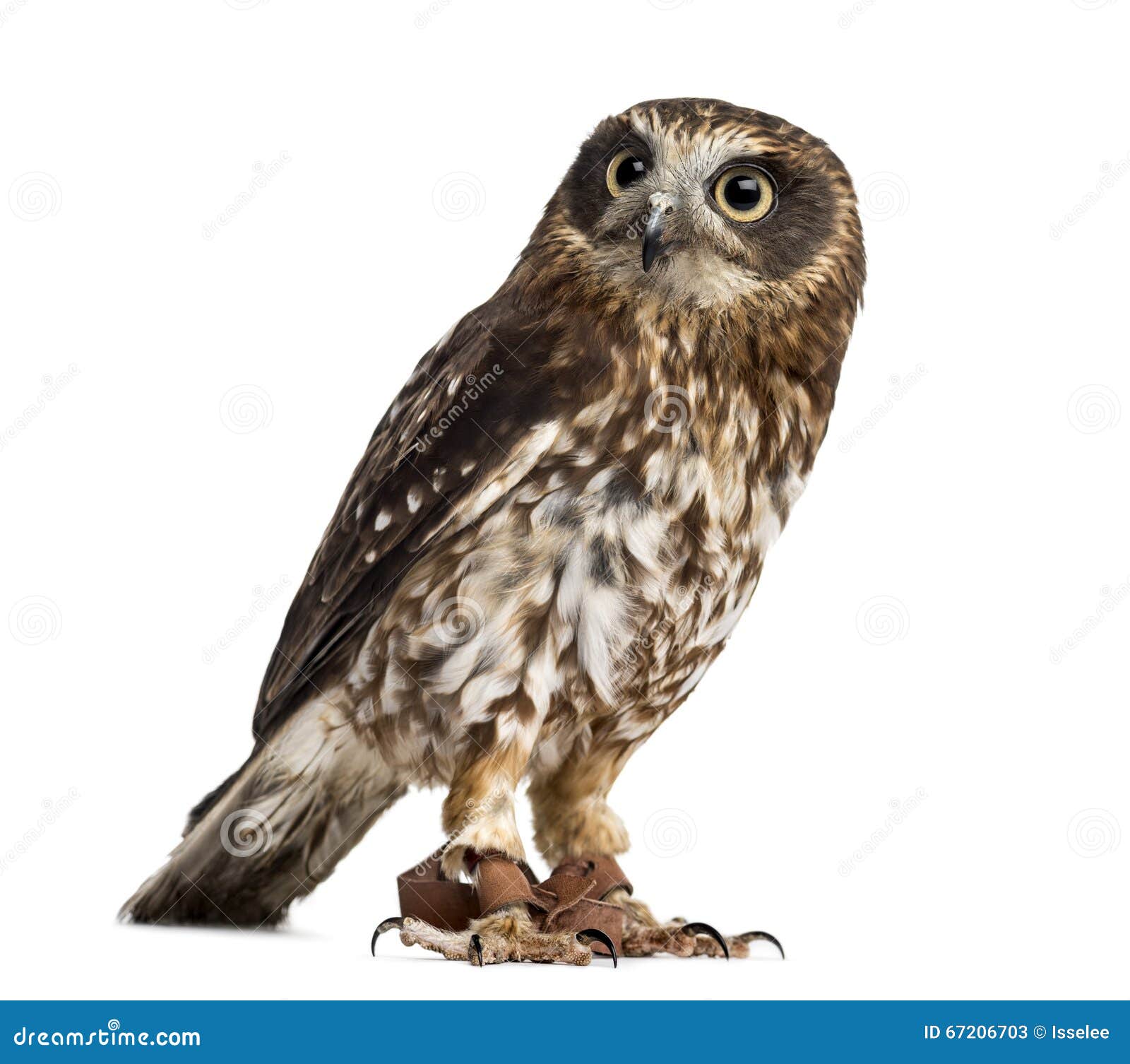 Southern Boobook, Smallest Owl In Australia Stock Photo | CartoonDealer ...