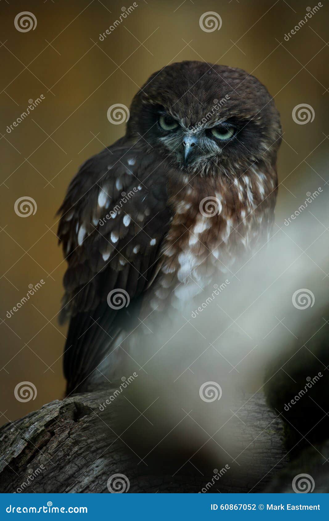Southern Boobook Owl (Ninox Boobook) Stock Photo - Image of prey ...