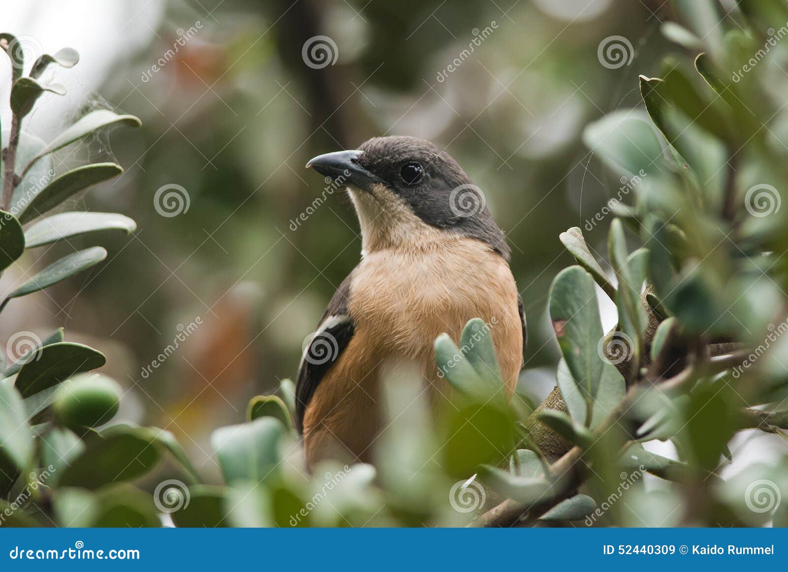 Southern Boubou stock image. Image of nature, cute, tongensis - 52440309