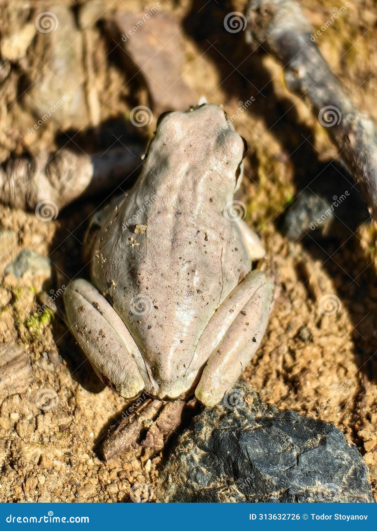 Southern Brown Tree Frog (Litoria Ewingi) Stock Photo - Image of ...