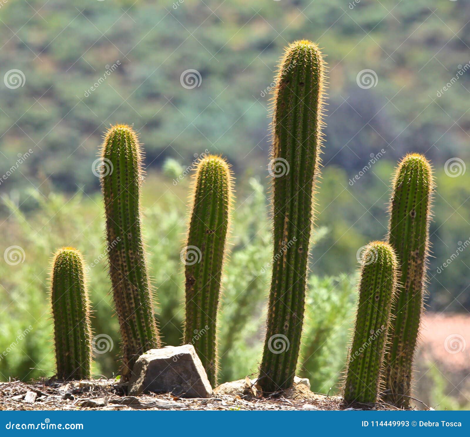 Cacti stock image. Image of california, southern, cacti - 114449993