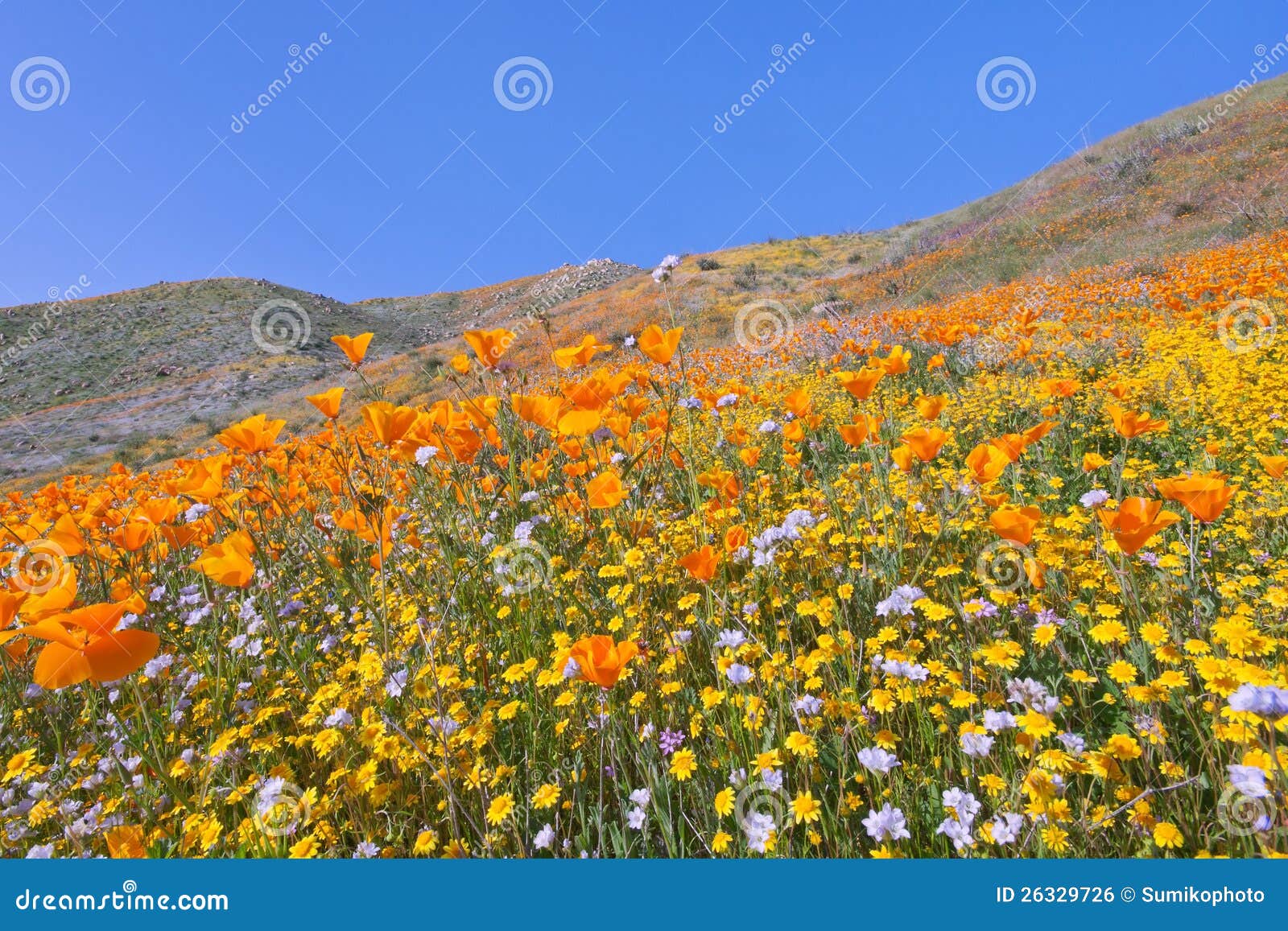 Southern California Wildflower Stock Photo - Image of golden, hill ...