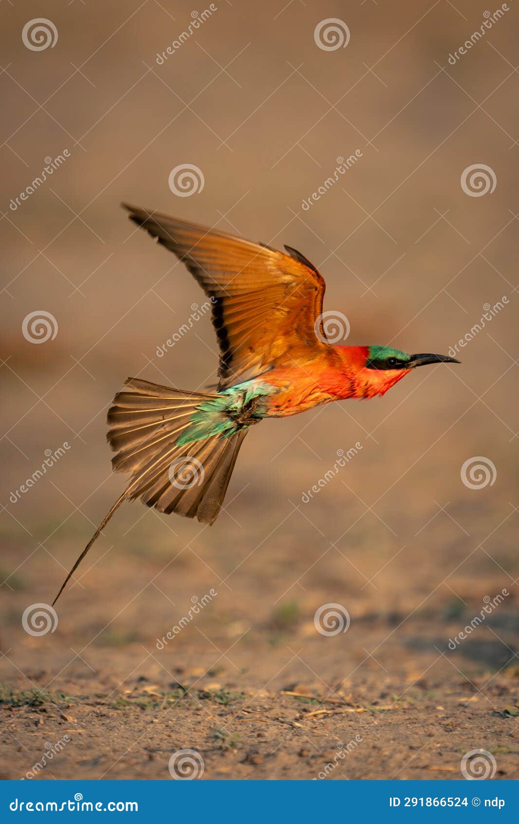 Southern Carmine Bee-eater Flying Over Sandy Ground Stock Photo - Image ...