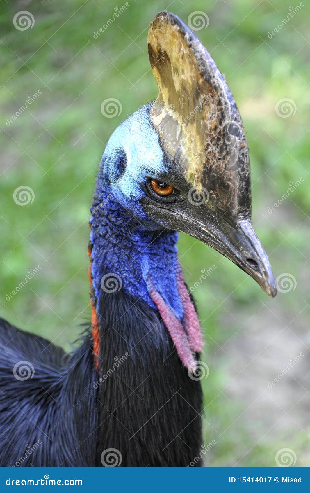 Southern Cassowary stock image. Image of feathered, danger - 15414017