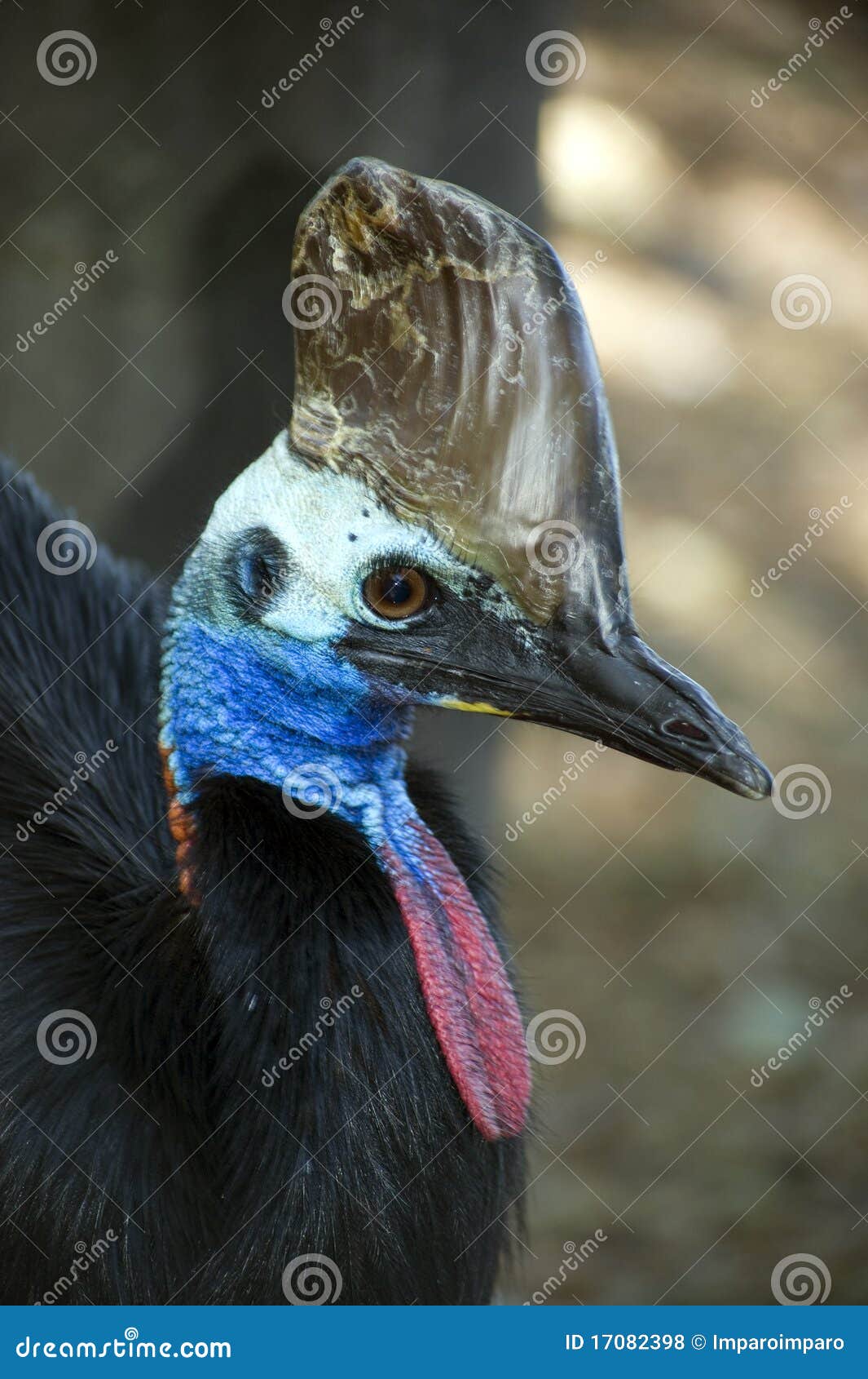 Southern Cassowary Royalty-Free Stock Image | CartoonDealer.com #25107544