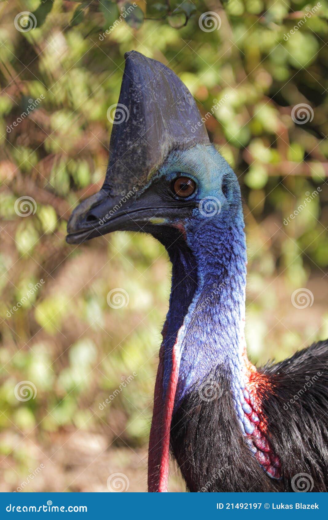 Southern cassowary stock image. Image of black, animal - 21492197