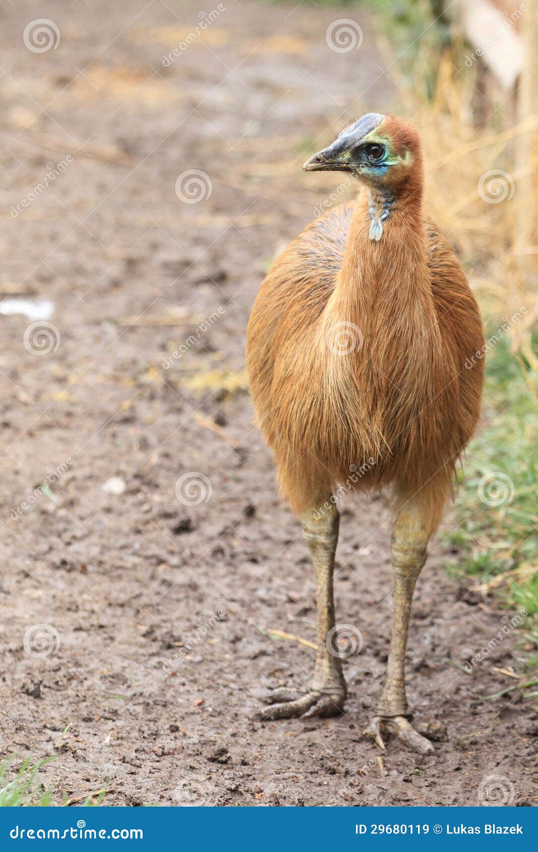 Southern cassowary stock image. Image of chick, animal - 29680119